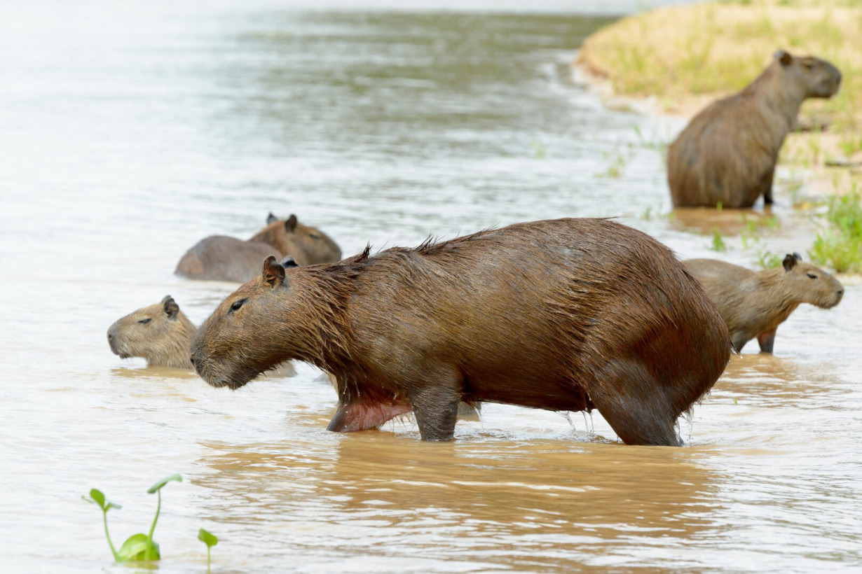 kapibara - Visuotinė lietuvių enciklopedija