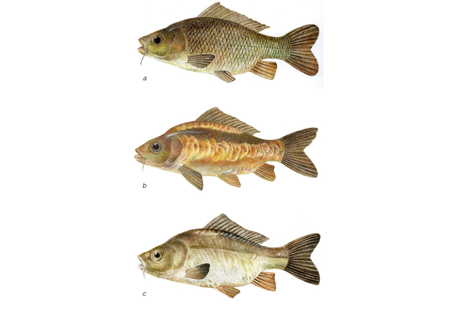 karpis - Visuotinė lietuvių enciklopedija