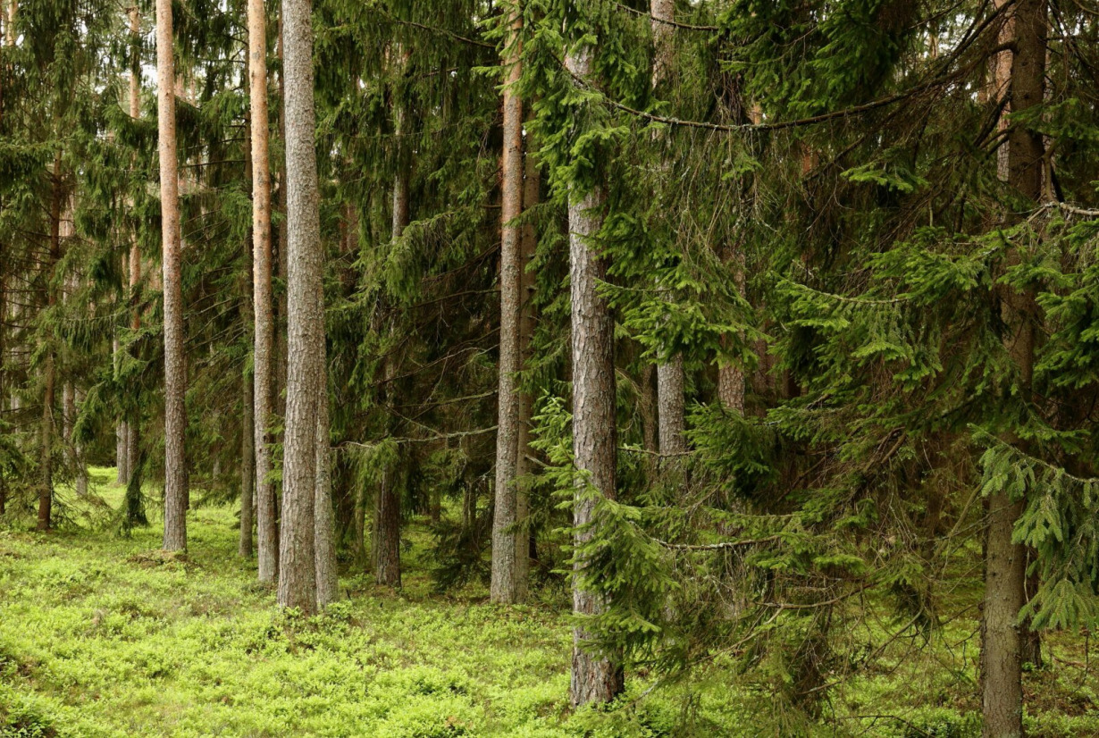 Karšuvos giria - Visuotinė lietuvių enciklopedija