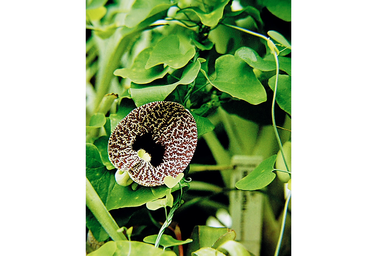 kartuolė - Visuotinė lietuvių enciklopedija