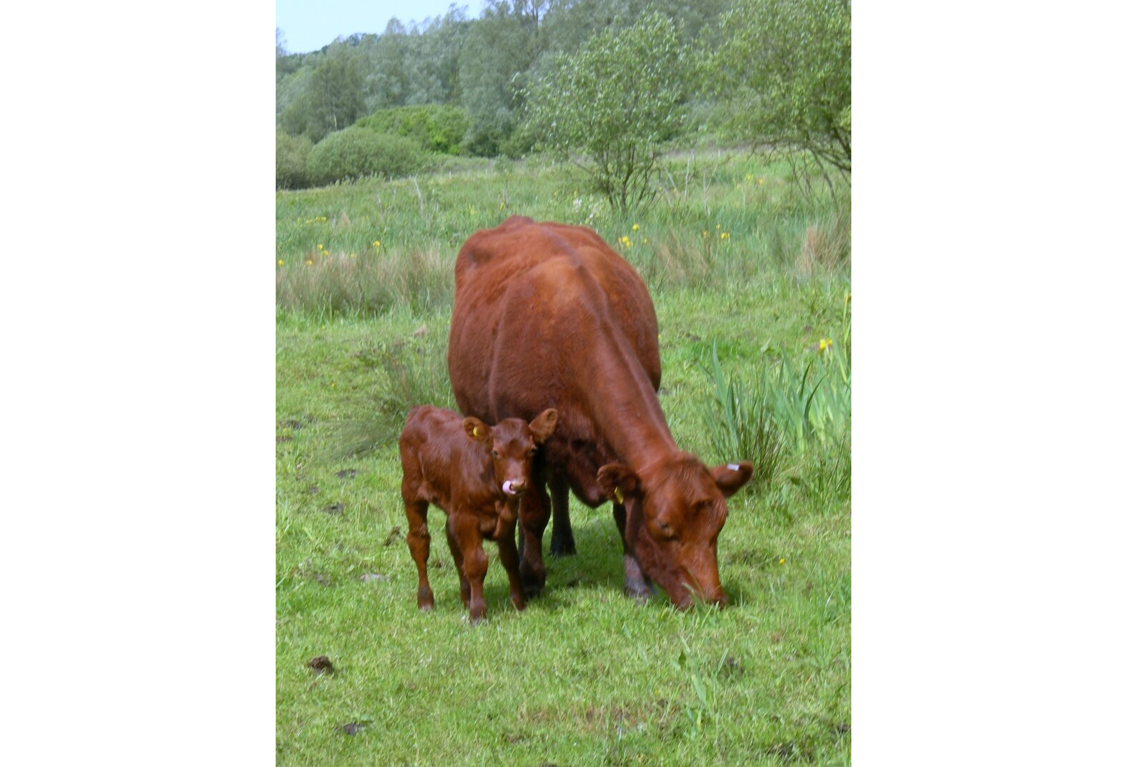 karvė - Visuotinė lietuvių enciklopedija