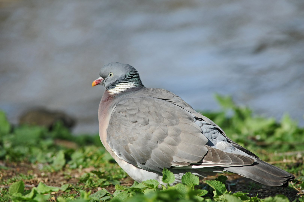 karveliniai - Visuotinė lietuvių enciklopedija