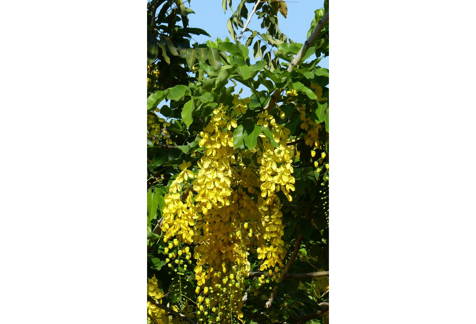 kasija - Visuotinė lietuvių enciklopedija