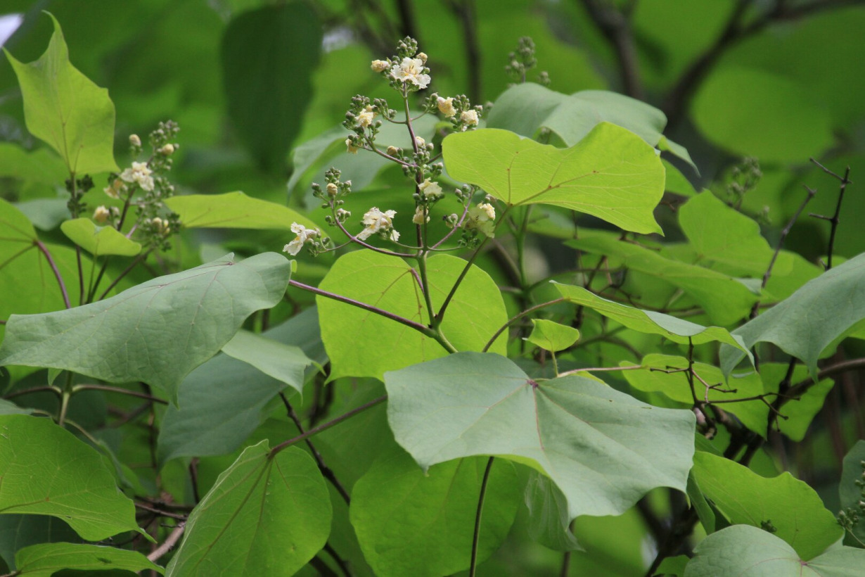 katalpa - Visuotinė lietuvių enciklopedija