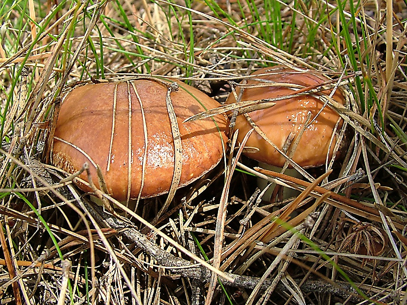 kazlėkas - Visuotinė lietuvių enciklopedija