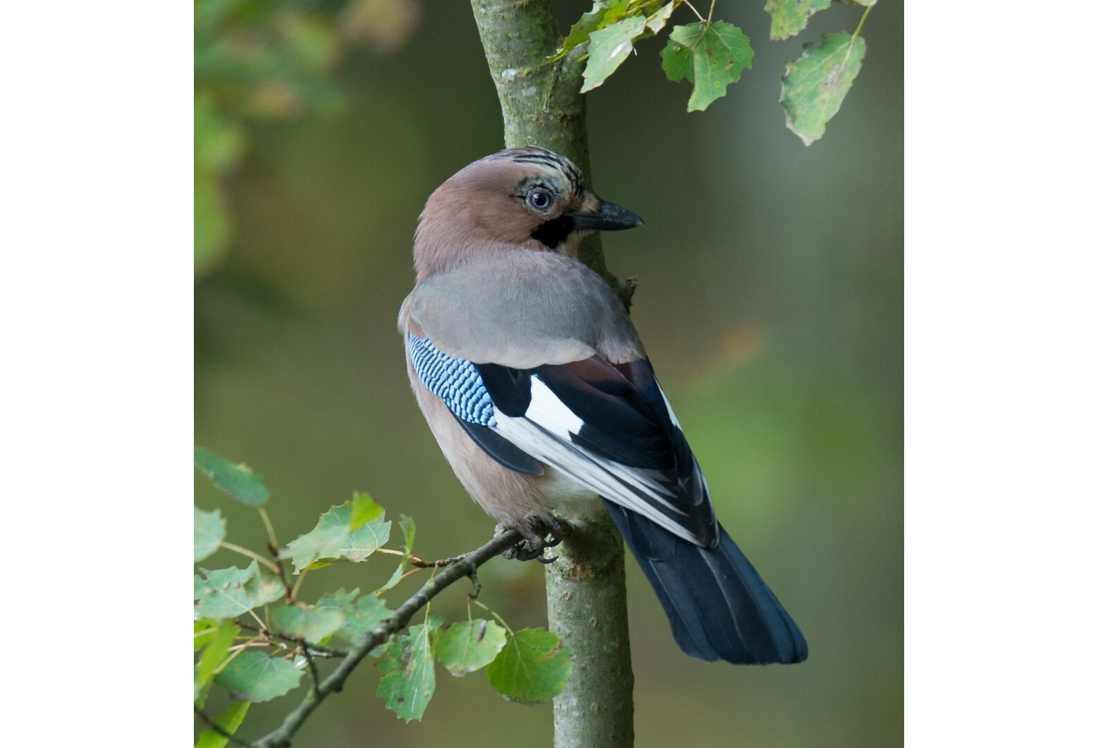 kėkštas - Visuotinė lietuvių enciklopedija