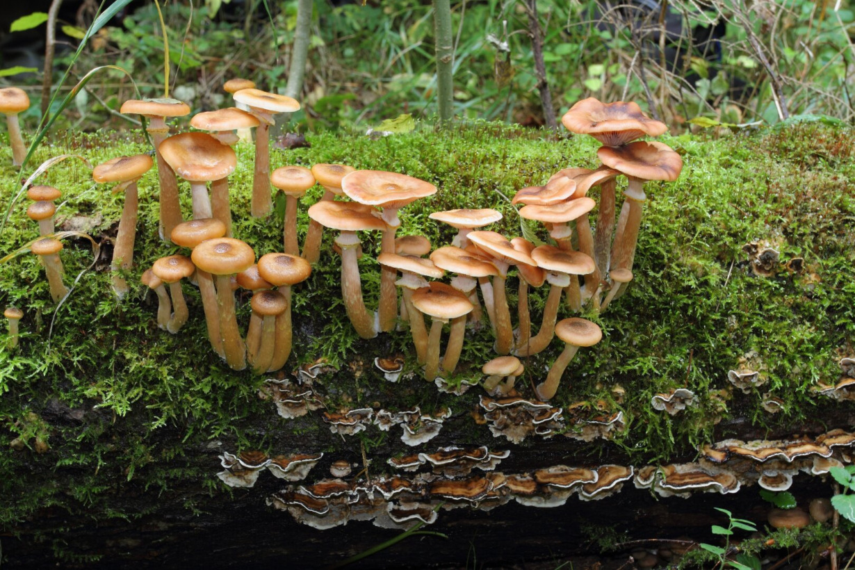 kelmutis - Visuotinė lietuvių enciklopedija