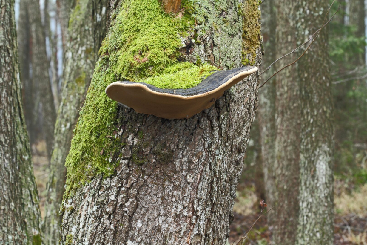 kempinė - Visuotinė lietuvių enciklopedija