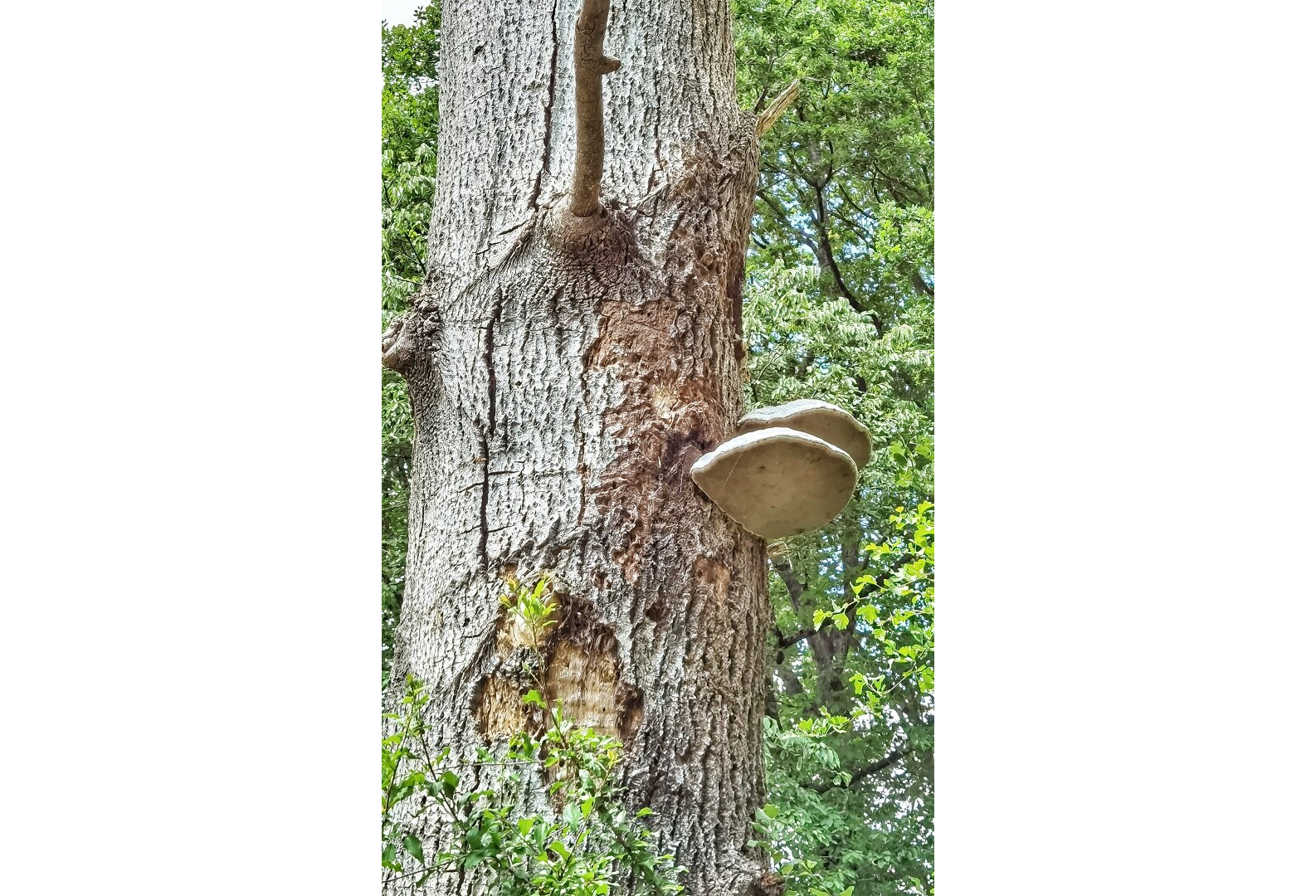 kempininiai grybai - Visuotinė lietuvių enciklopedija