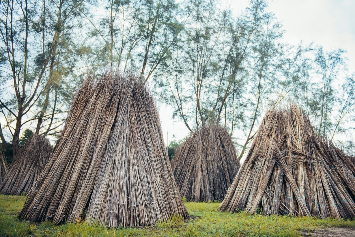 kenafas - Visuotinė lietuvių enciklopedija
