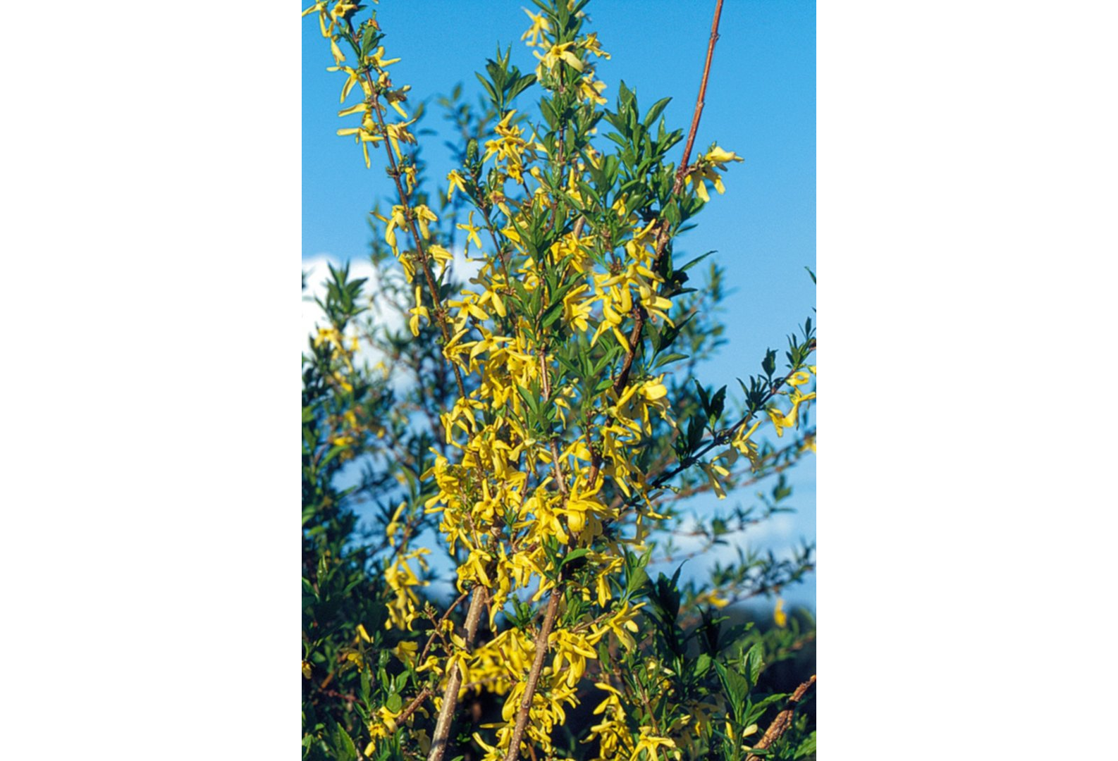 forsitija - Visuotinė lietuvių enciklopedija