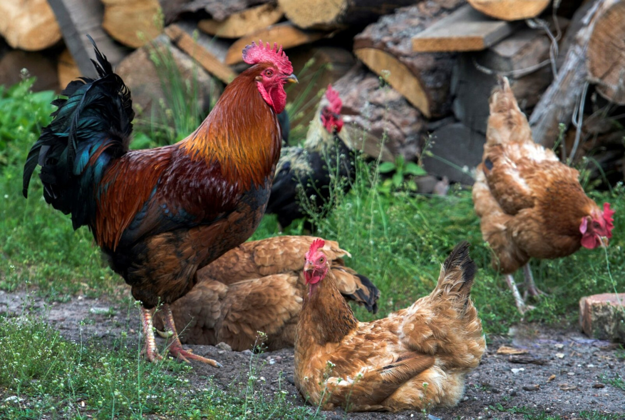 gaidys - Visuotinė lietuvių enciklopedija