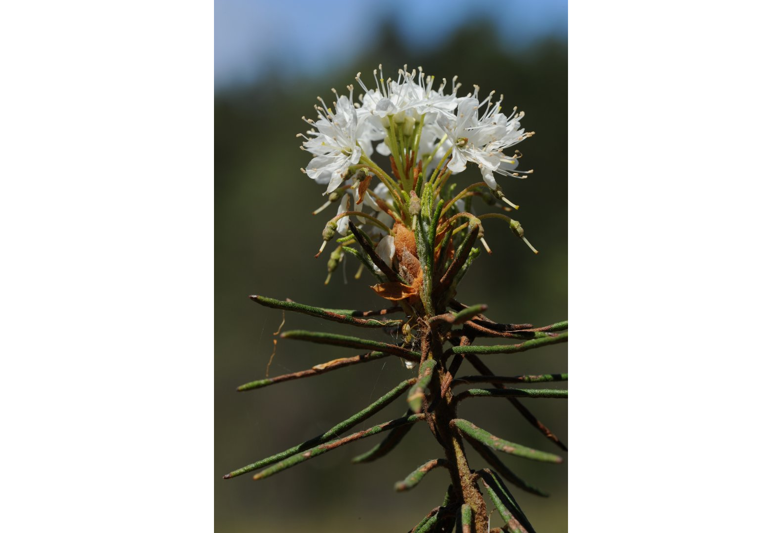gailis - Visuotinė lietuvių enciklopedija