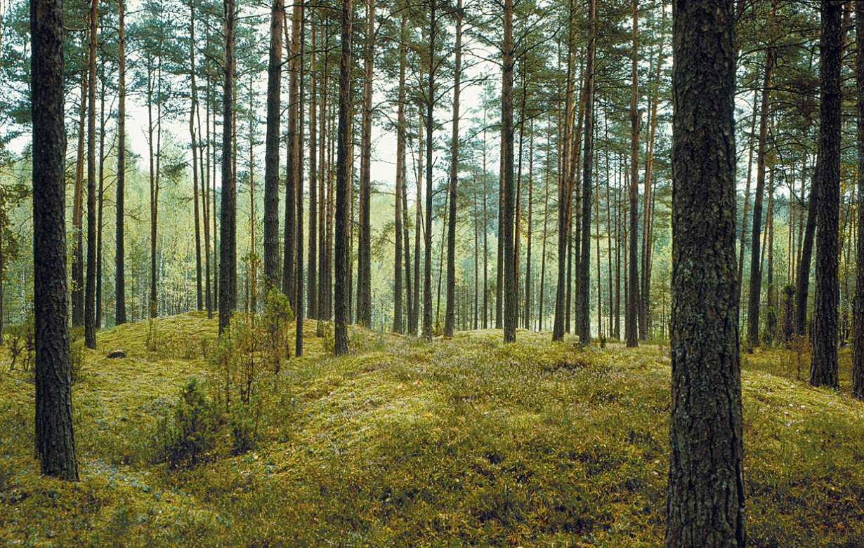 Galminių pilkapynai - Visuotinė lietuvių enciklopedija