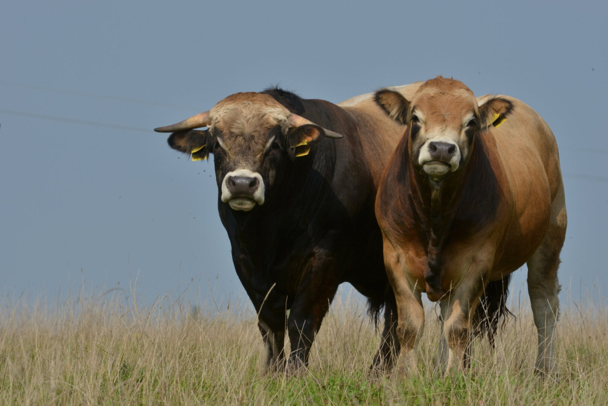 galvijai - Visuotinė lietuvių enciklopedija