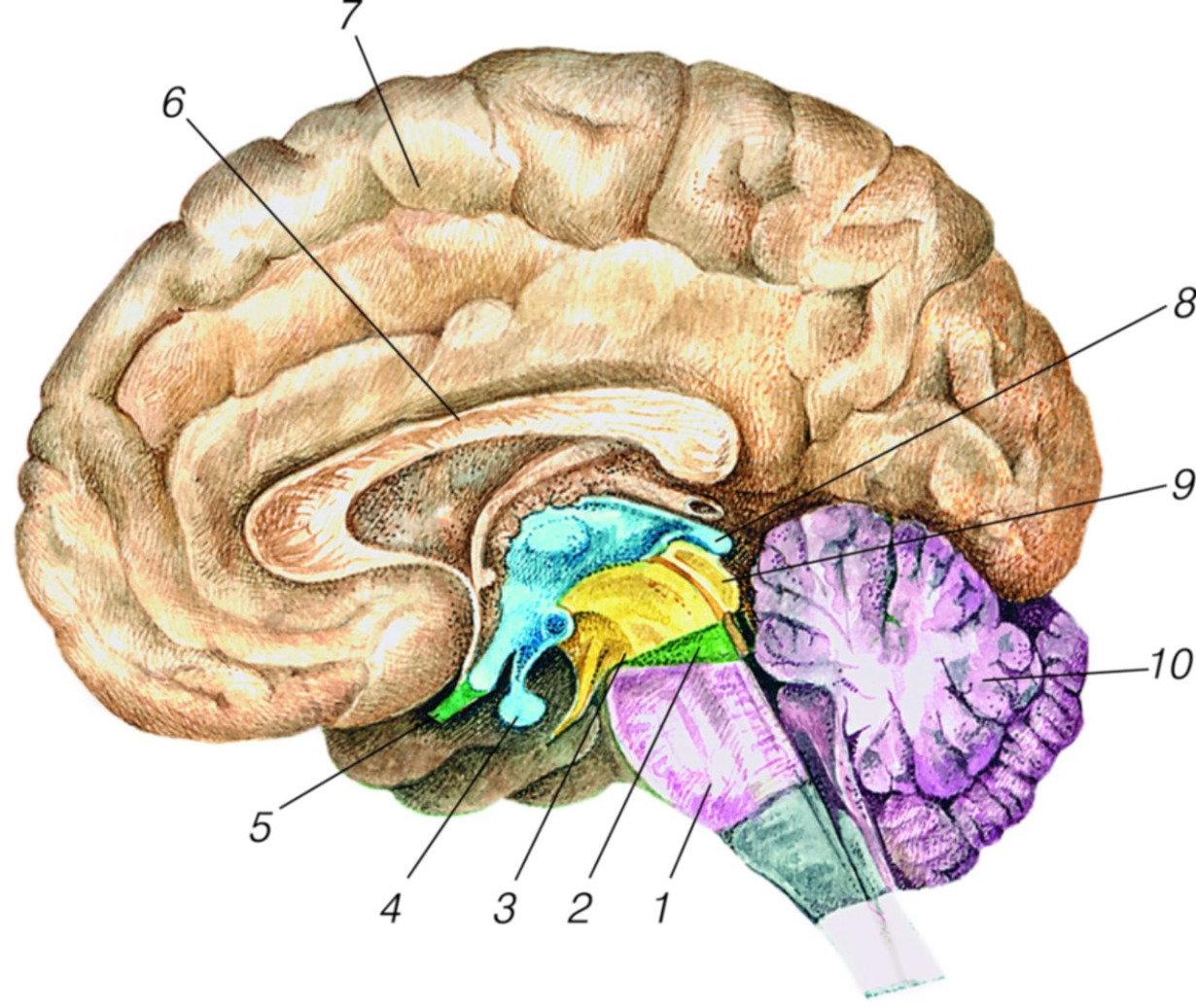 galvos smegenys - Visuotinė lietuvių enciklopedija