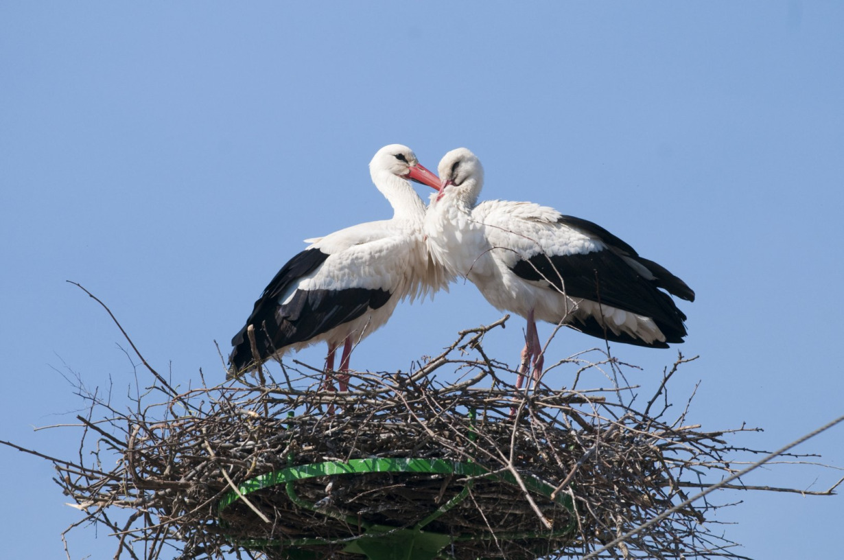 Gandrinės - Visuotinė lietuvių enciklopedija