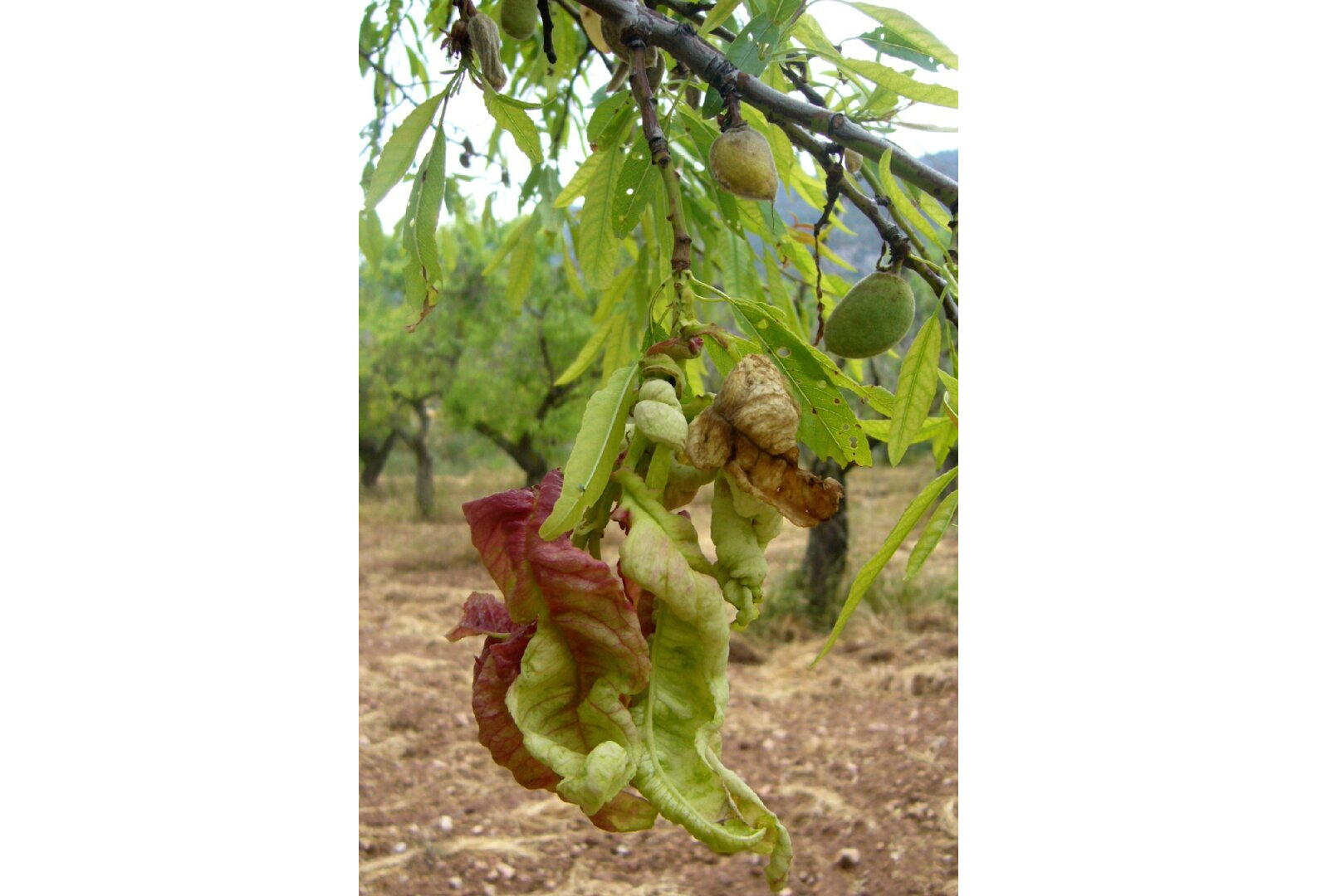 garbanė - Visuotinė lietuvių enciklopedija