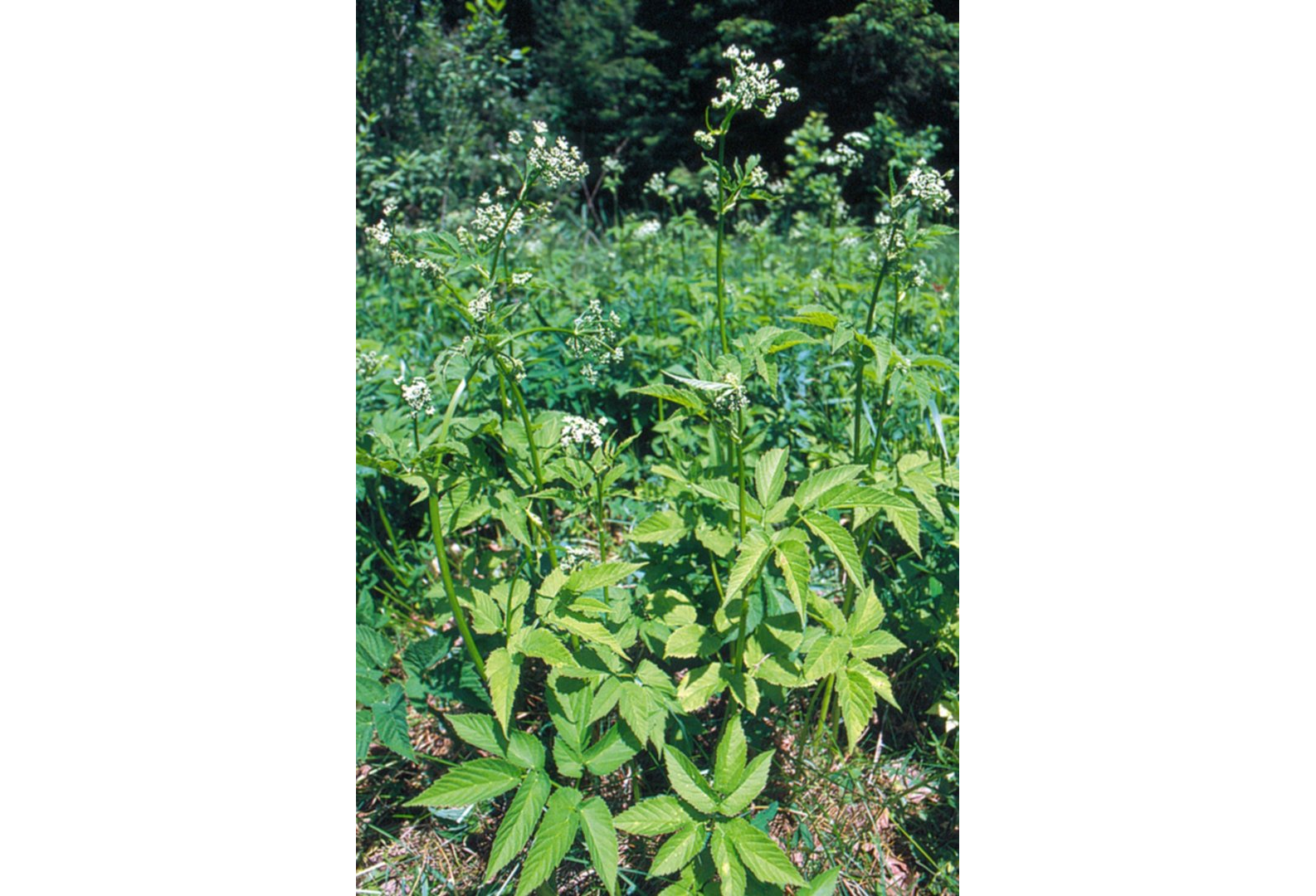 garšva - Visuotinė lietuvių enciklopedija