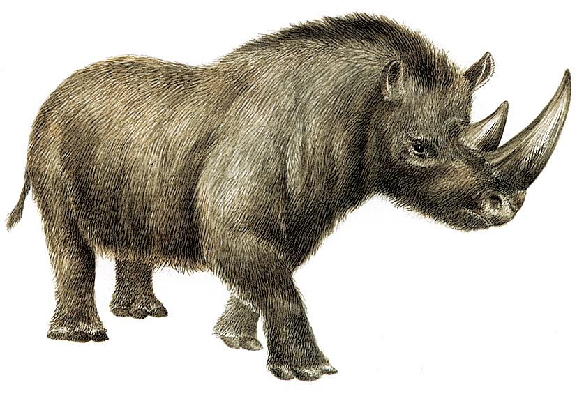 gauruotasis raganosis - Visuotinė lietuvių enciklopedija