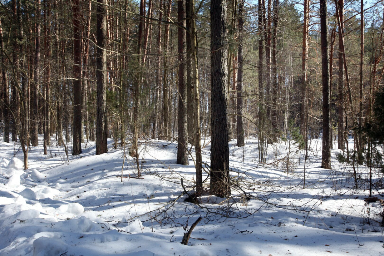 Gedžiūnėlių pilkapynas - Visuotinė lietuvių enciklopedija