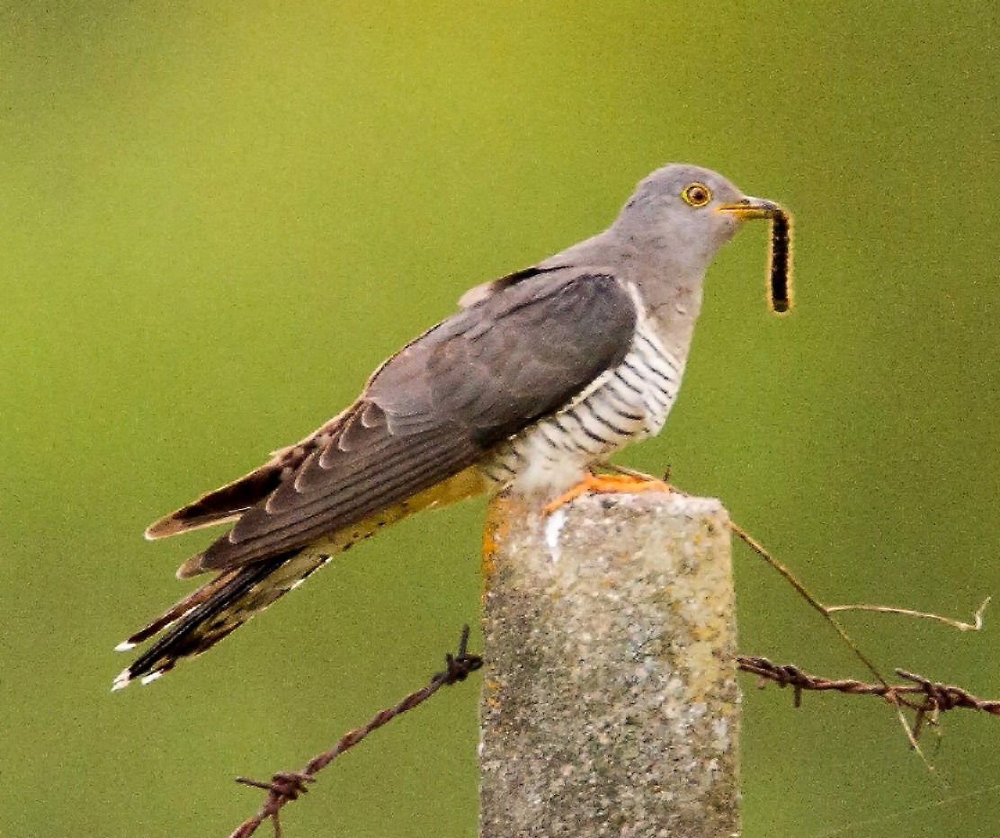 gegutė - Visuotinė lietuvių enciklopedija