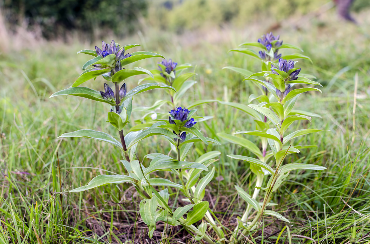 gencijonas - Visuotinė lietuvių enciklopedija