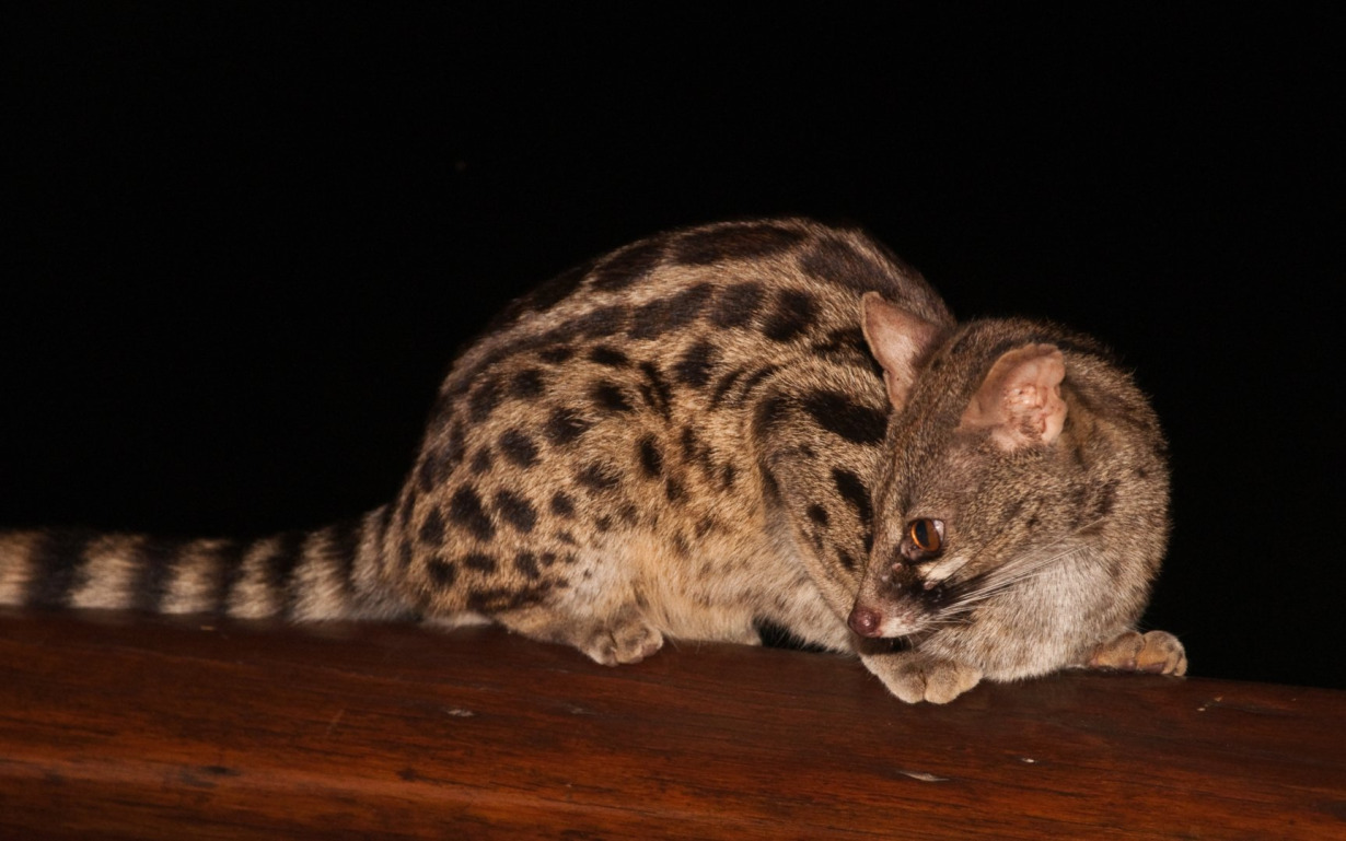 genetos - Visuotinė lietuvių enciklopedija