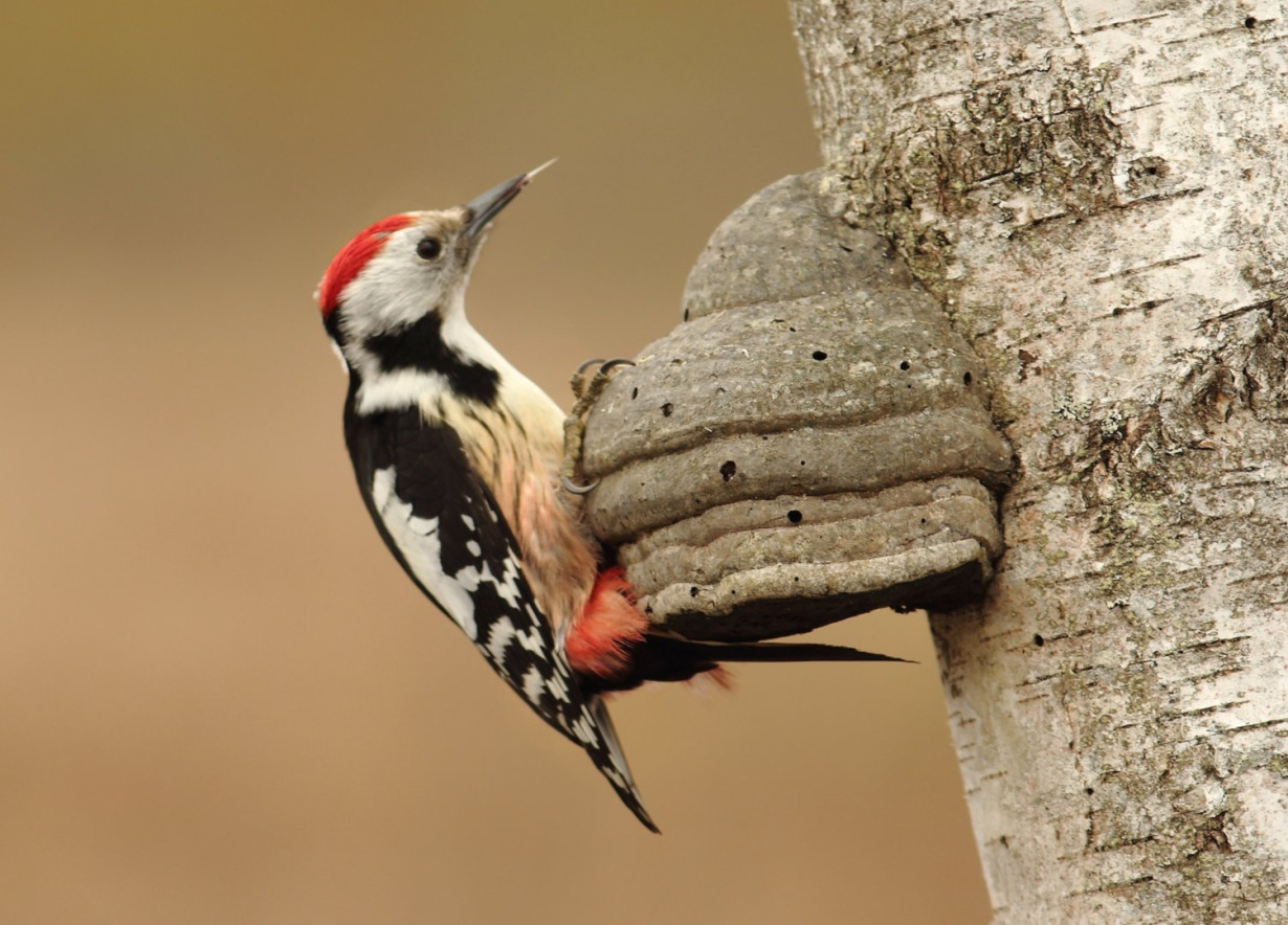 geniniai - Visuotinė lietuvių enciklopedija