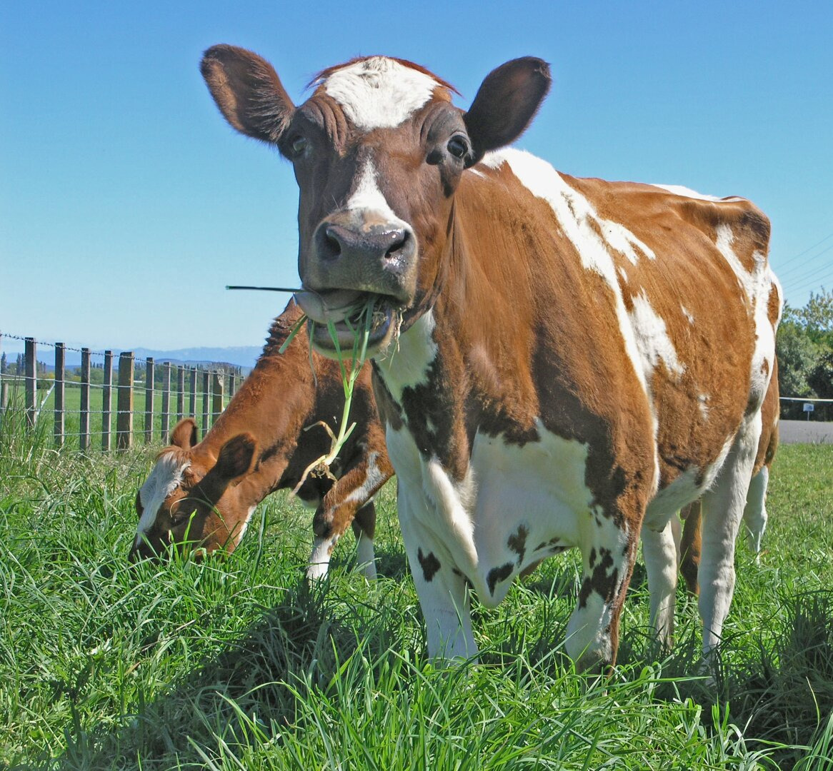 pieniniai galvijai - Visuotinė lietuvių enciklopedija
