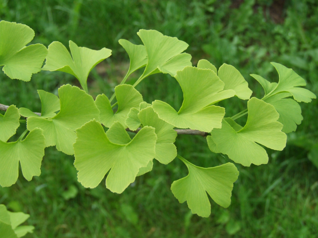 ginkmedis - Visuotinė lietuvių enciklopedija
