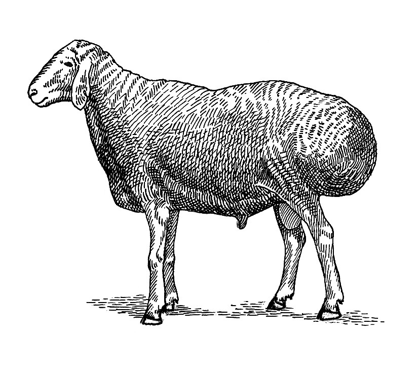 Gisaro avys - Visuotinė lietuvių enciklopedija