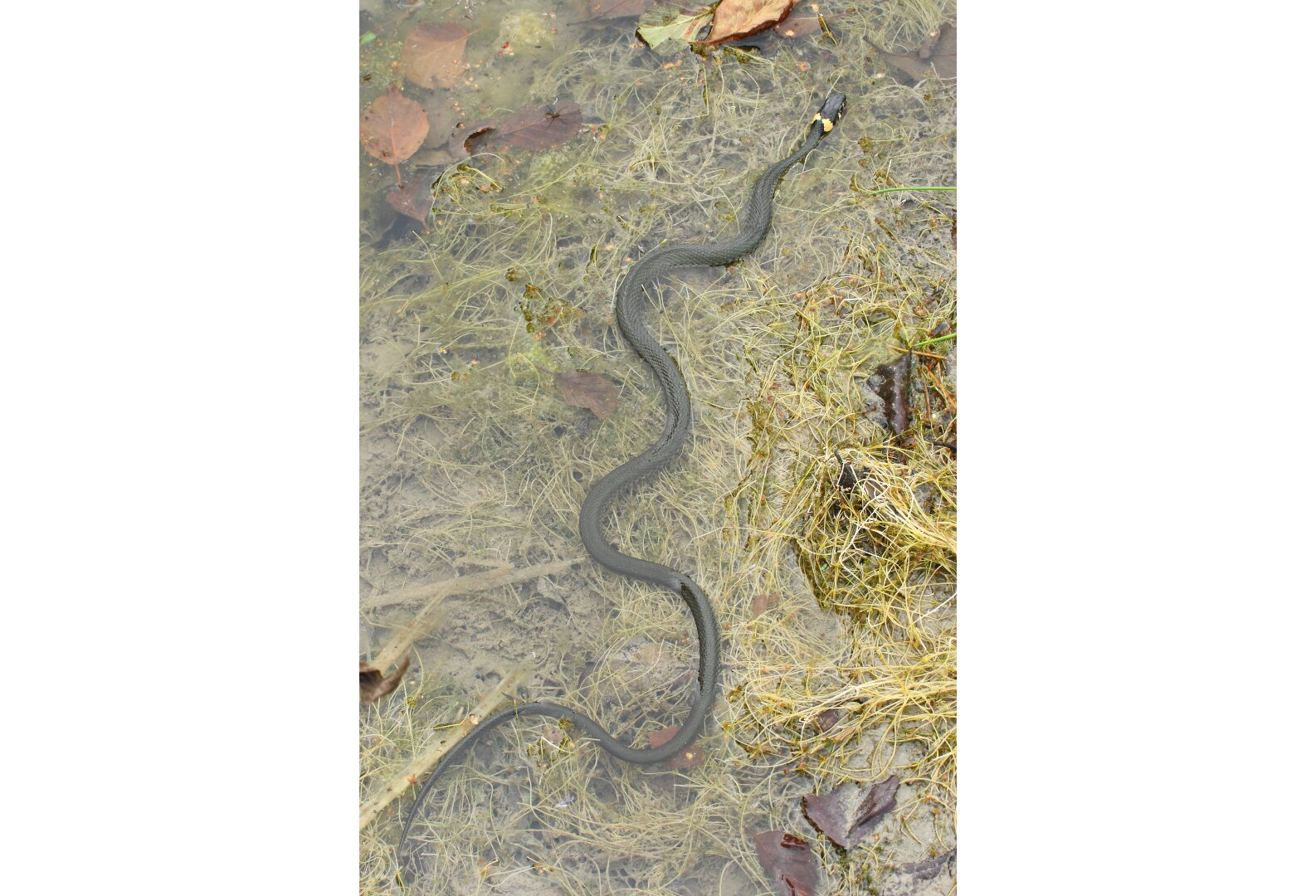 gyvatės - Visuotinė lietuvių enciklopedija