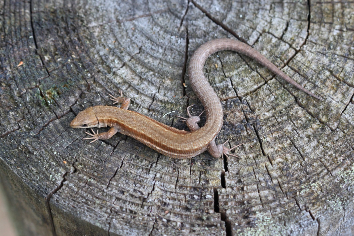 gyvavedis driežas - Visuotinė lietuvių enciklopedija