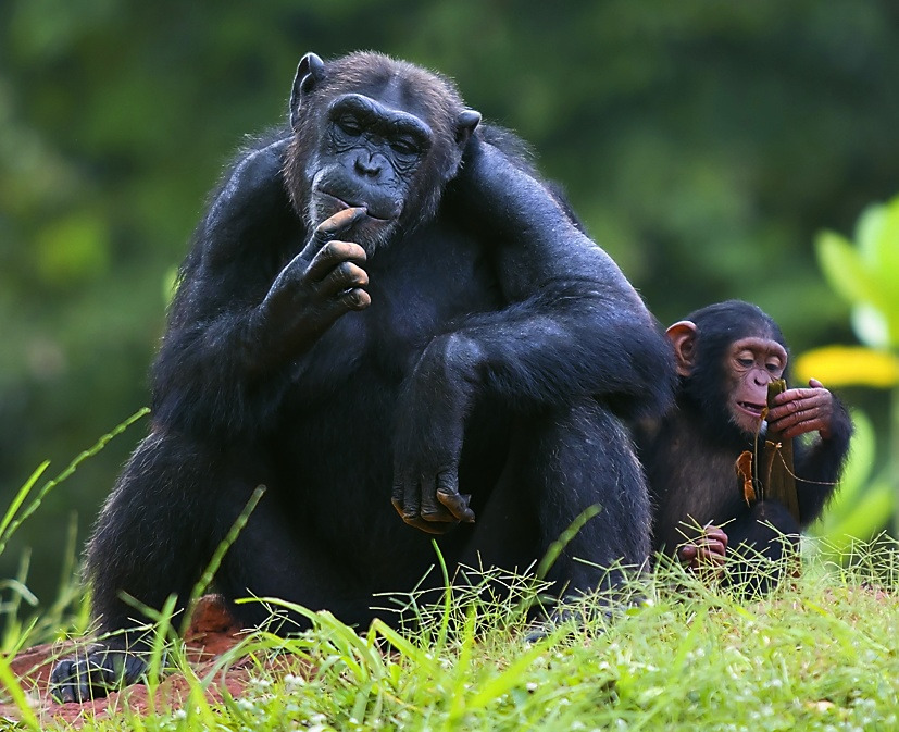 gyvūnai - Visuotinė lietuvių enciklopedija