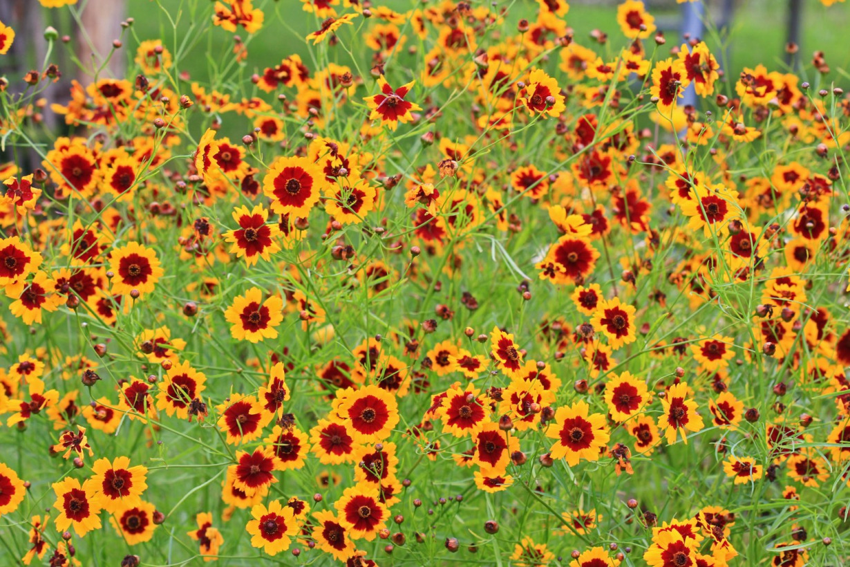 gludas - Visuotinė lietuvių enciklopedija