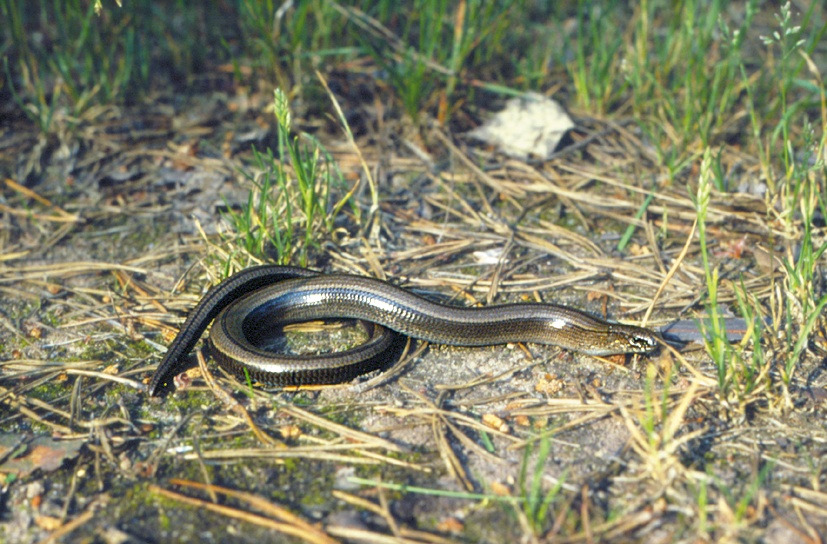 gluodenas - Visuotinė lietuvių enciklopedija