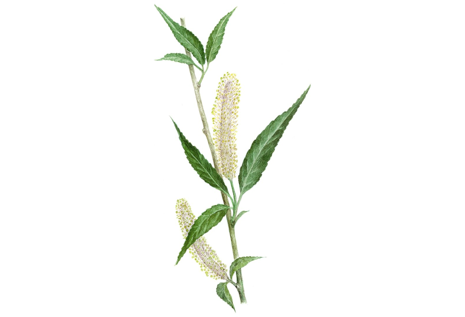 gluosnis - Visuotinė lietuvių enciklopedija