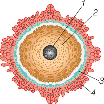 kiaušinis - Visuotinė lietuvių enciklopedija