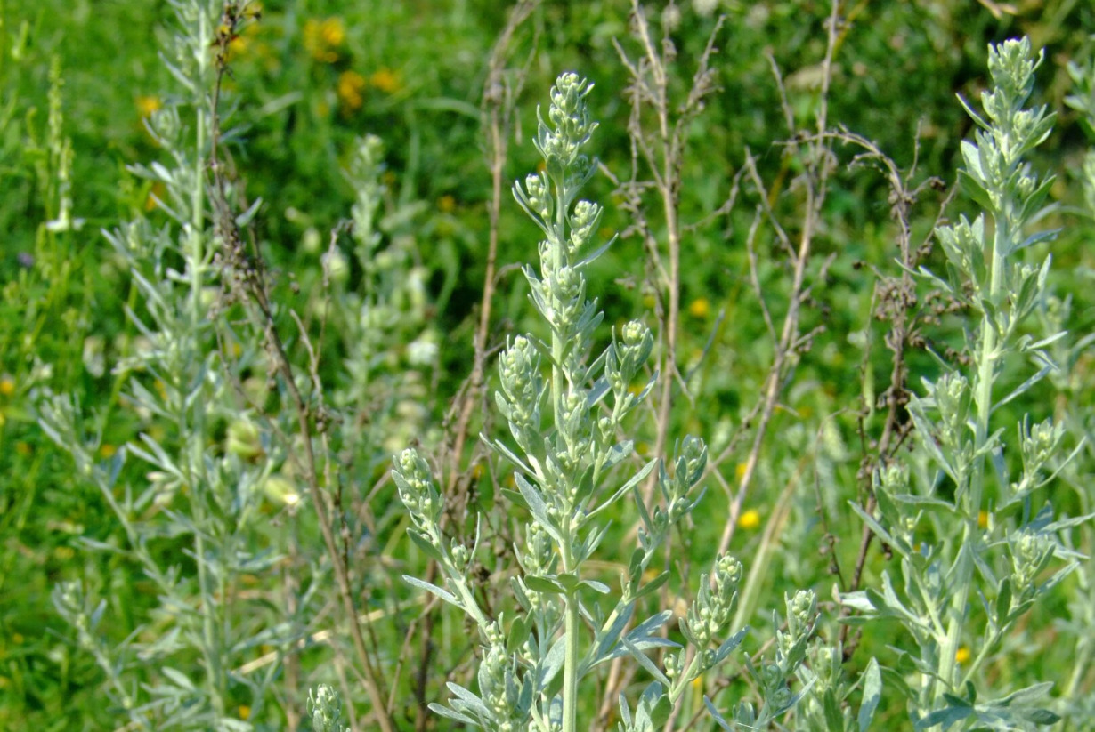 kietis - Visuotinė lietuvių enciklopedija