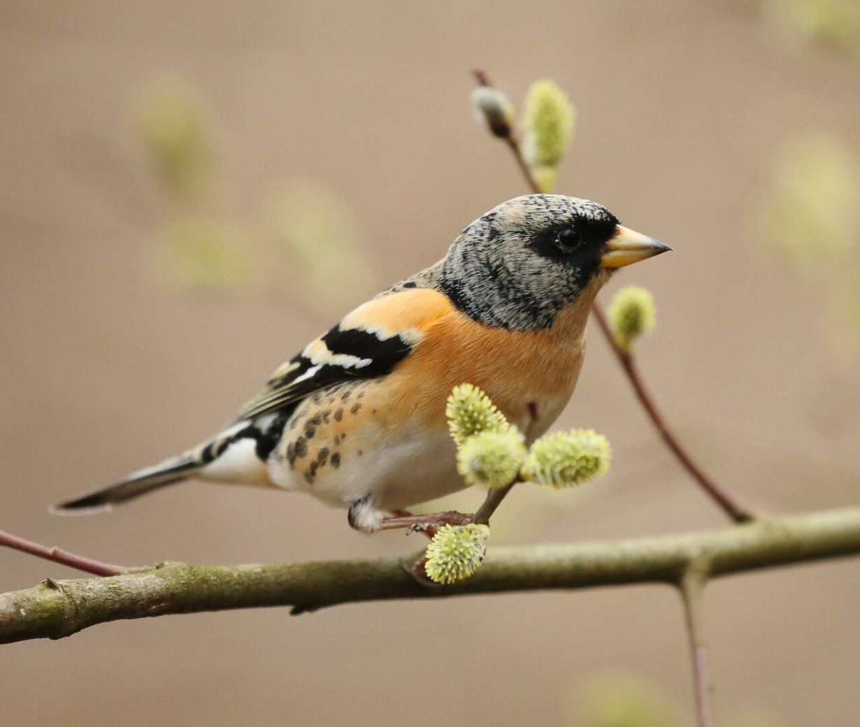 kikiliniai - Visuotinė lietuvių enciklopedija