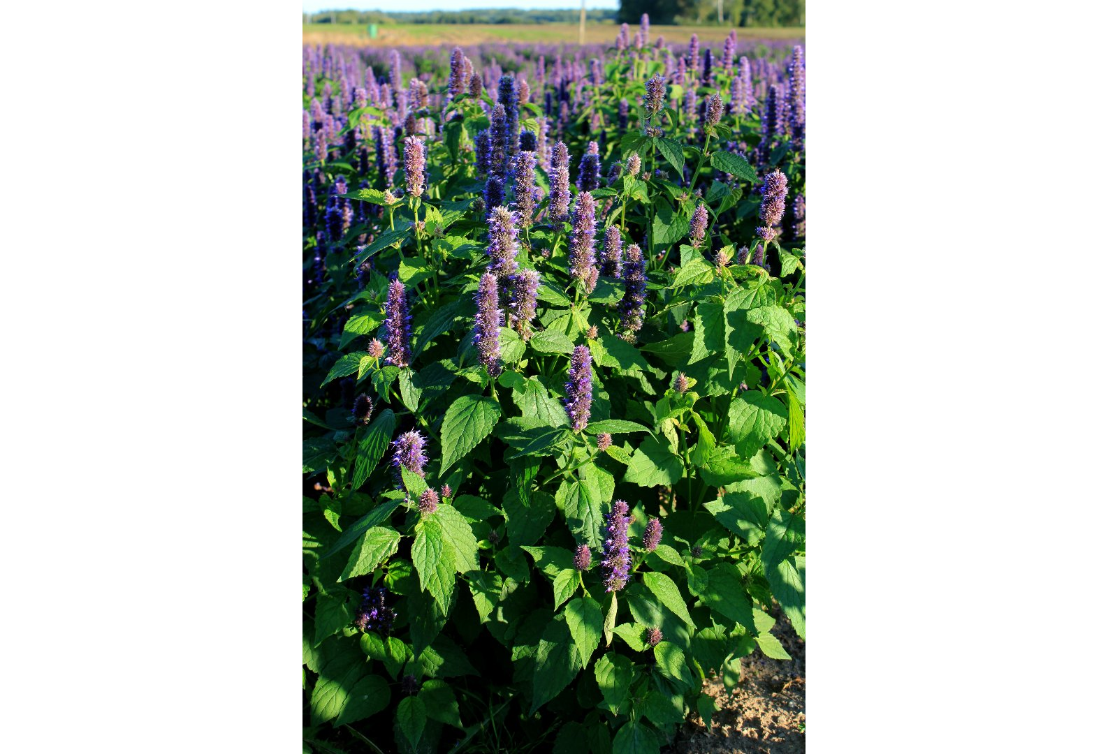 kinmėtė - Visuotinė lietuvių enciklopedija