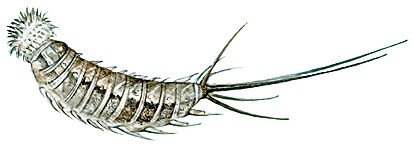 kinorinchai - Visuotinė lietuvių enciklopedija