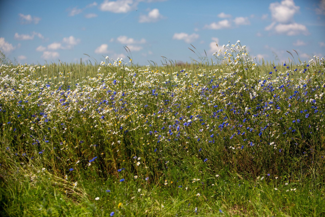 pieva - Visuotinė lietuvių enciklopedija