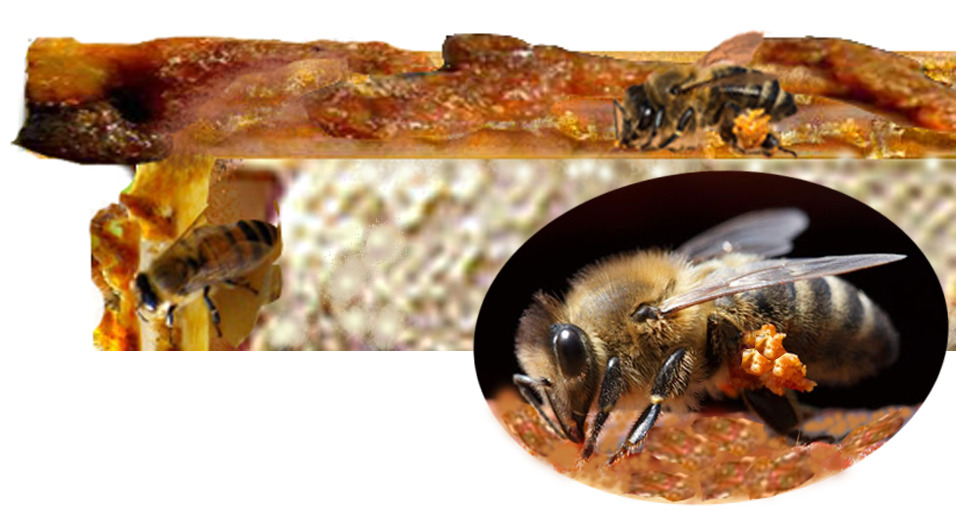 pikis - Visuotinė lietuvių enciklopedija