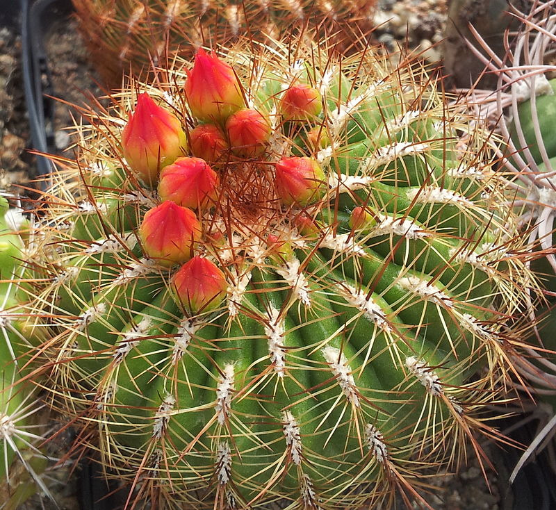 oroja - Visuotinė lietuvių enciklopedija