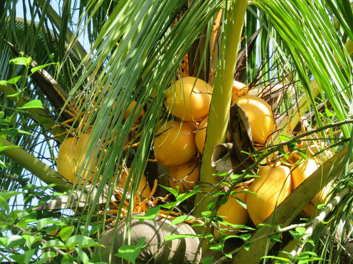 kokosas - Visuotinė lietuvių enciklopedija