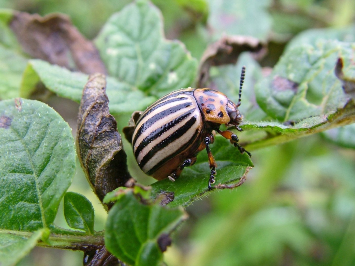 kolorado vabalas - Visuotinė lietuvių enciklopedija