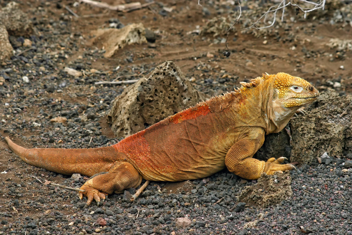 konolofas - Visuotinė lietuvių enciklopedija