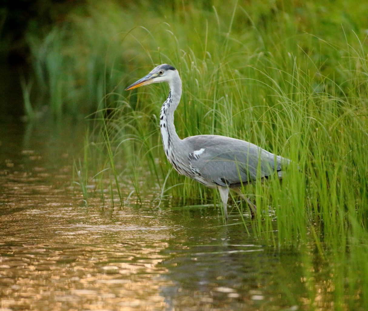 pilkasis garnys - Visuotinė lietuvių enciklopedija